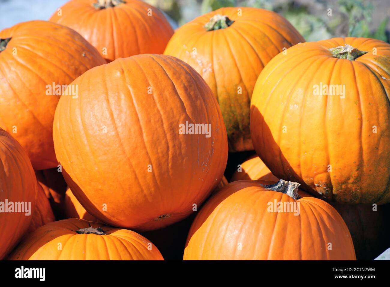 Cuban squash hi-res stock photography and images - Alamy