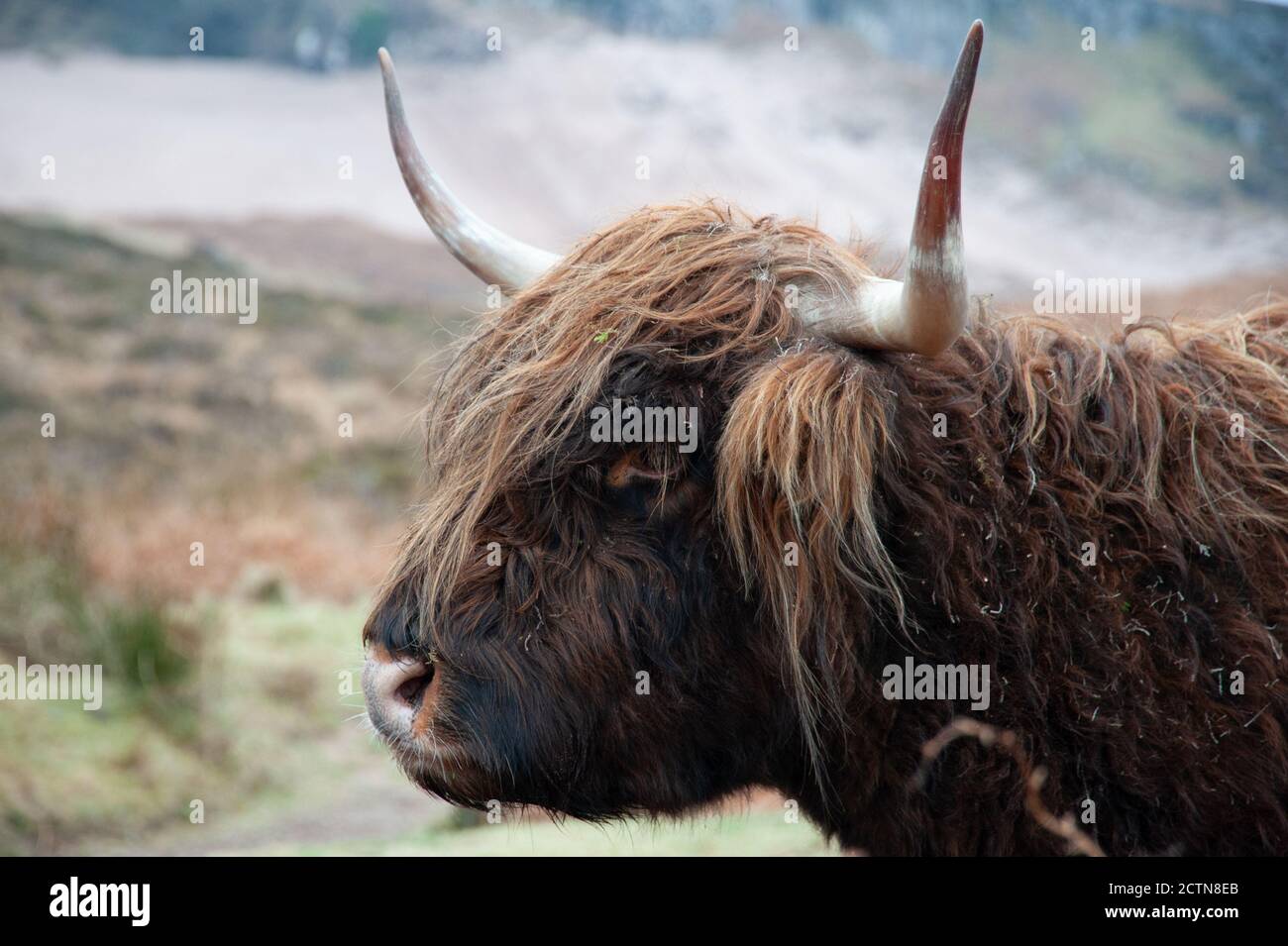 Highland Cattle near the "Bealach na ba" (The pass of the Cattle ...