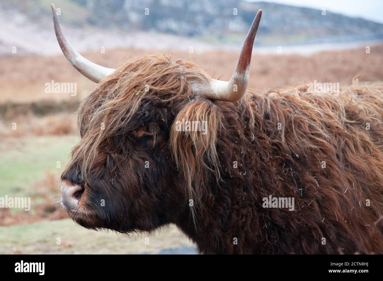 Highland Cattle near the "Bealach na ba" (The pass of the Cattle ...