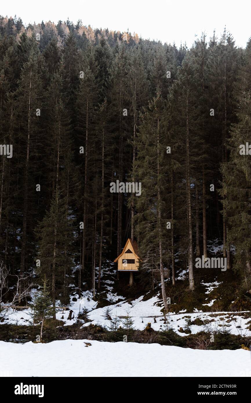 Lonely wooden shack located on slope with snow in woods with tall ...