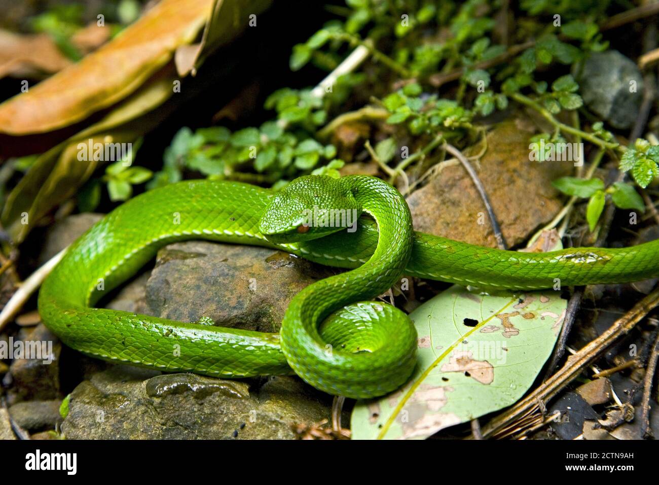 Red tailed green bamboo snake hi-res stock photography and images - Alamy