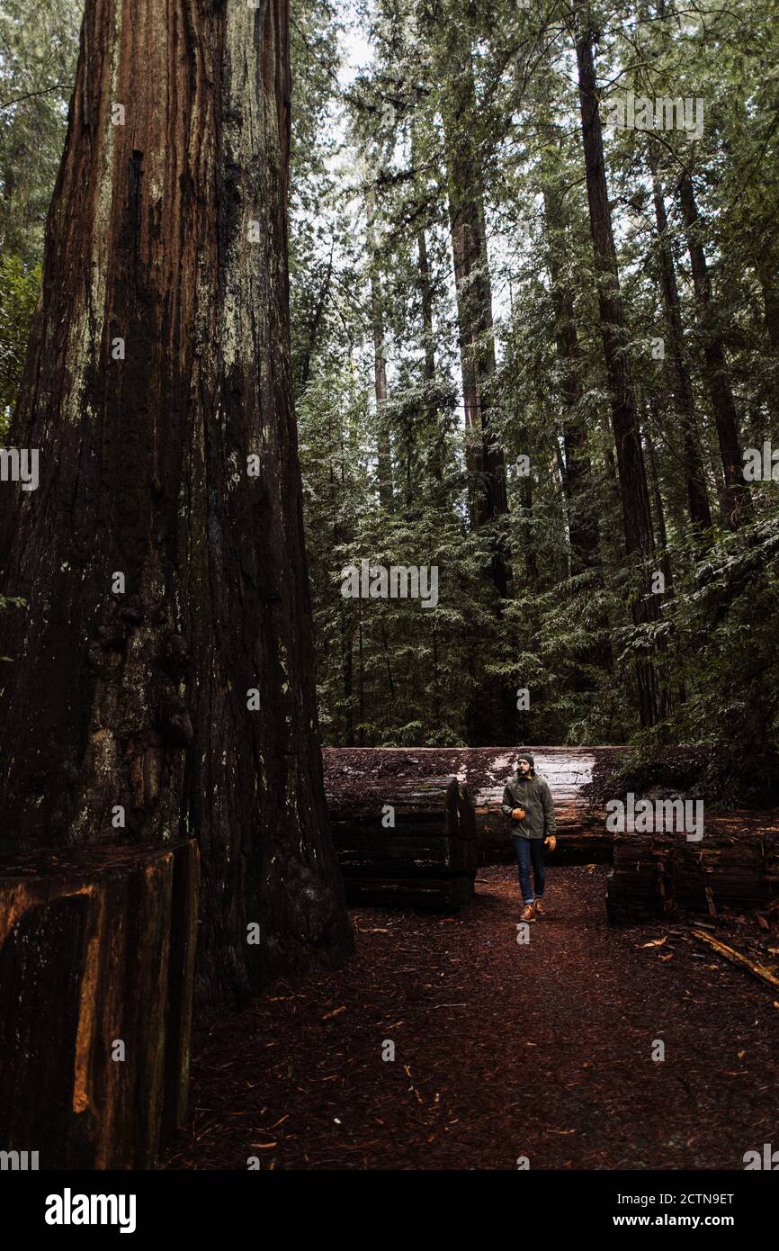 Huge tree trunks hi-res stock photography and images - Alamy