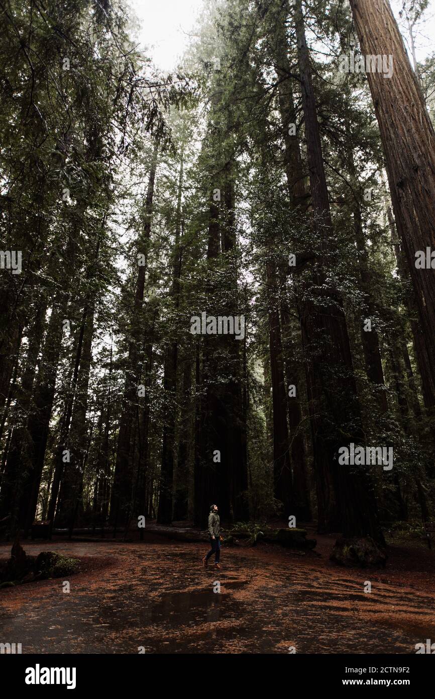Huge tree trunks hi-res stock photography and images - Alamy