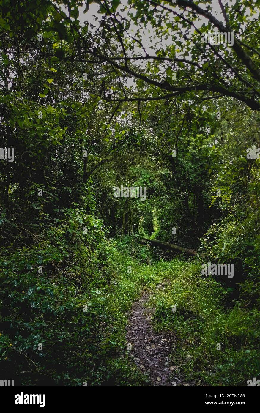 Beautiful shot footpath along hi-res stock photography and images - Alamy