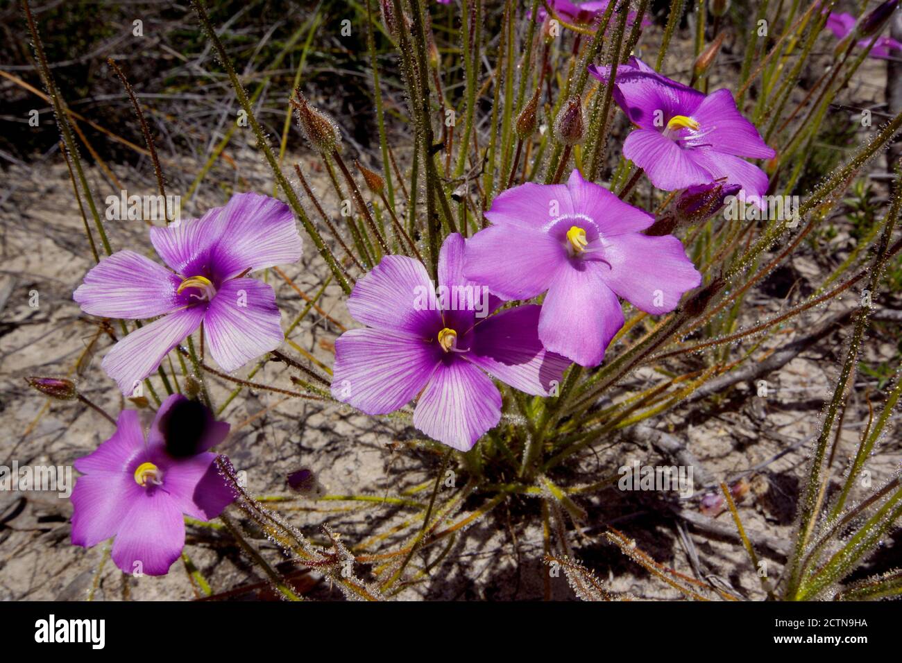 Giant rainbow plant (Byblis gigantea) with purple flowers, in natural ...