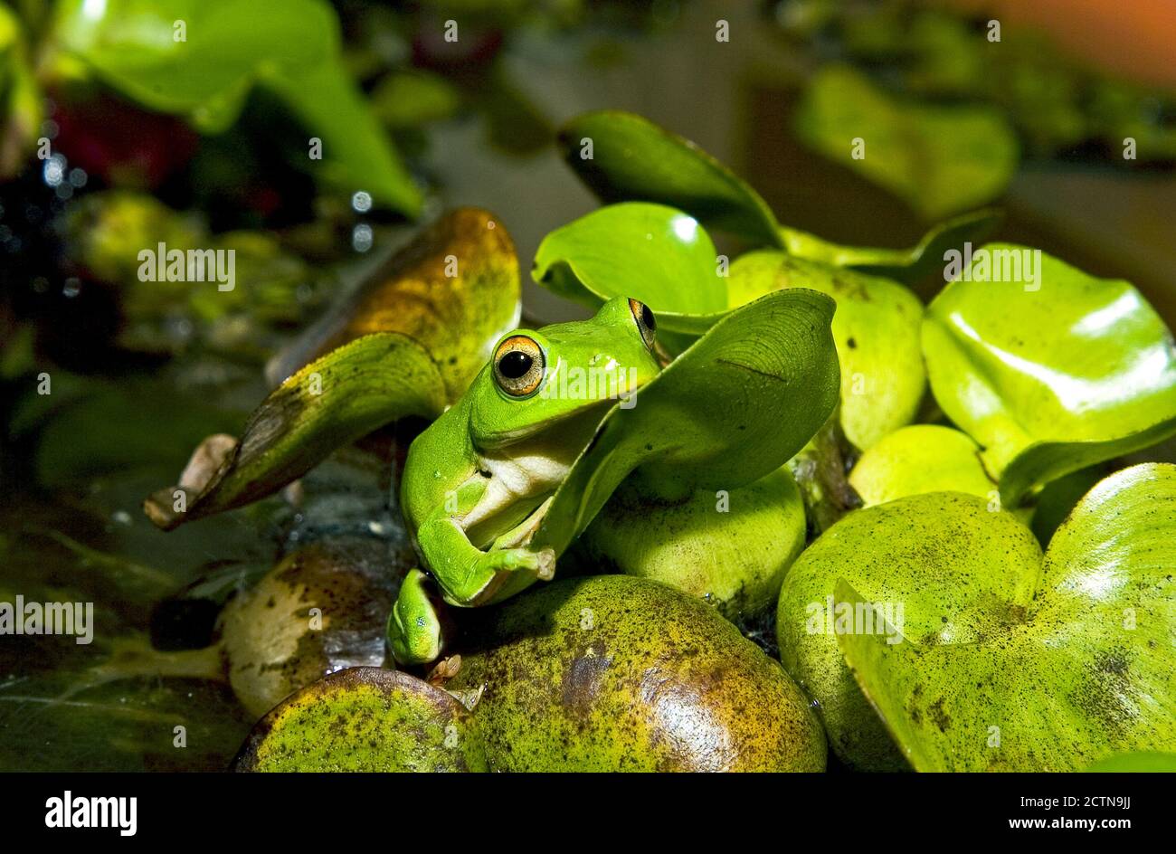 Morse Tree Frog Stock Photo - Alamy