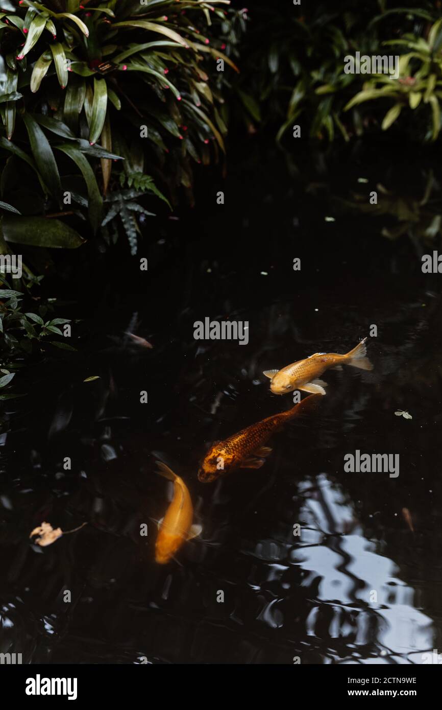 High angle of cute golden fish swimming in calm water of pond in ...