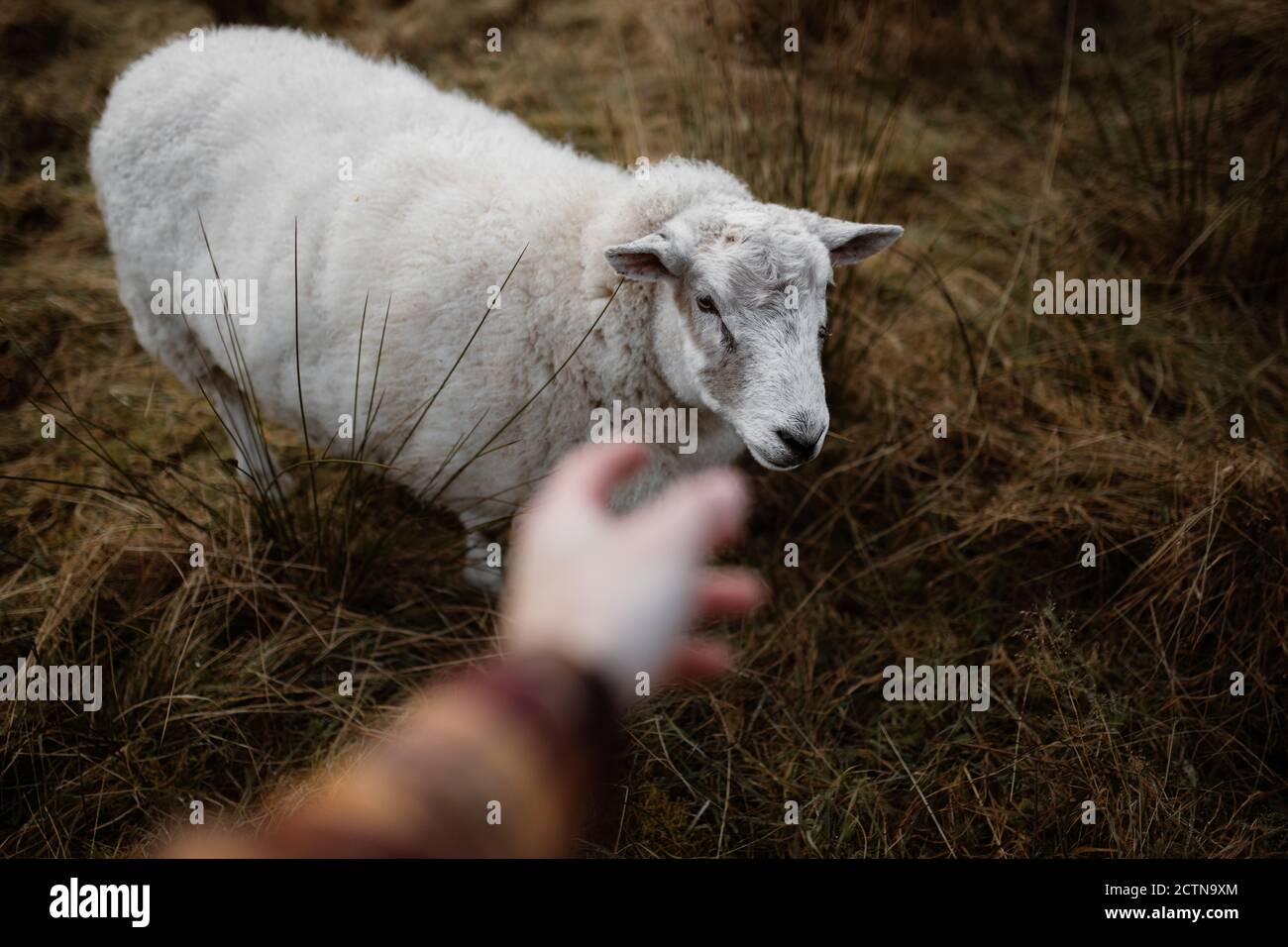 High angle of crop person reaching out hand toward fluffy sheep ...