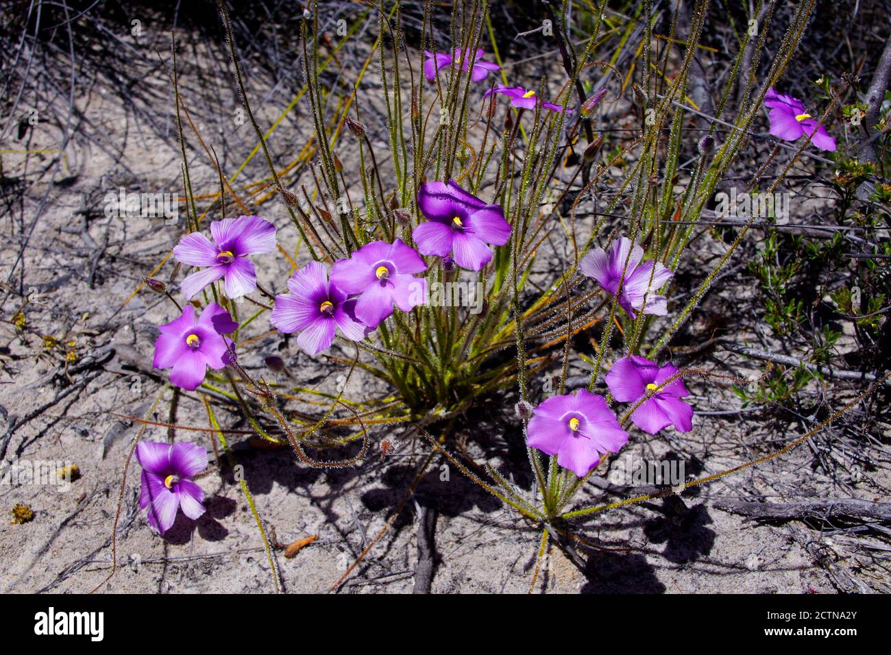 Giant rainbow plant (Byblis gigantea), with beautiful purple flowers ...