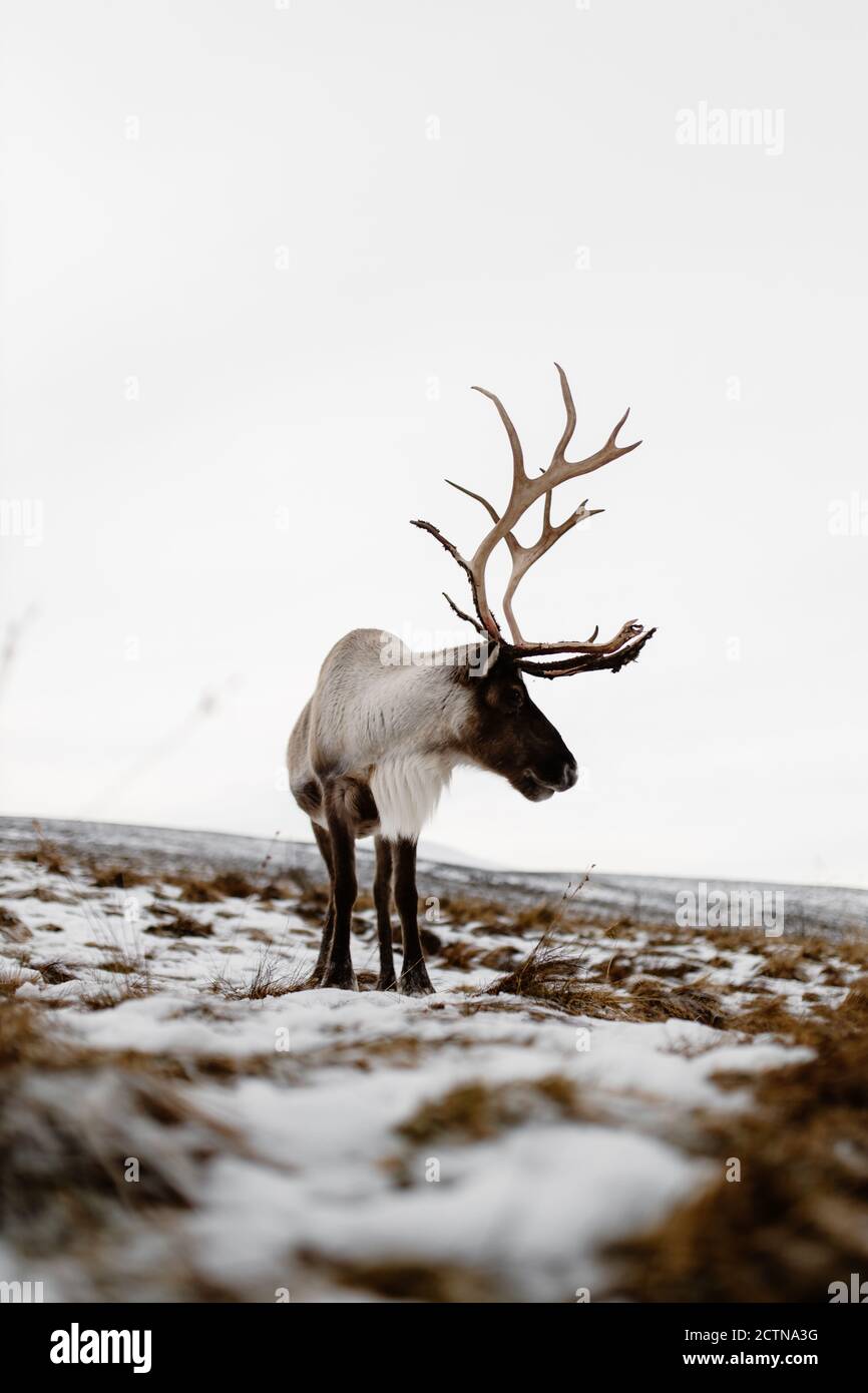Fluffy deer in a snowy meadow in winter in Scottish Highlands Stock ...