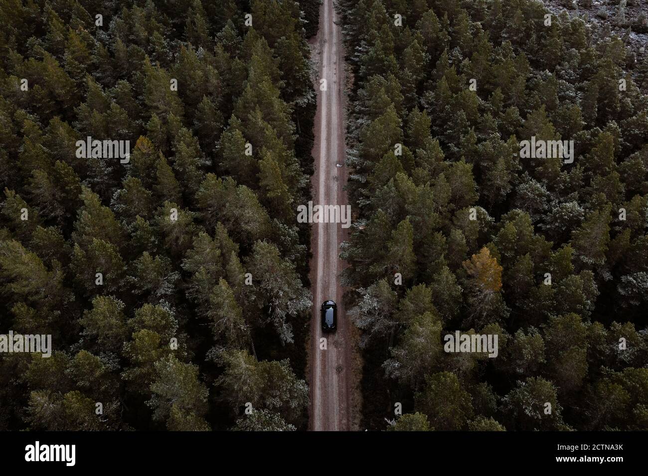 Drone view of lonely car driving along road in coniferous woods in ...