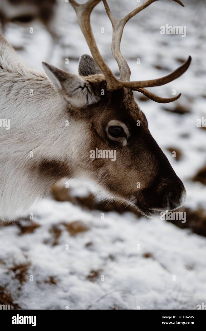 Fluffy deer hi-res stock photography and images - Alamy