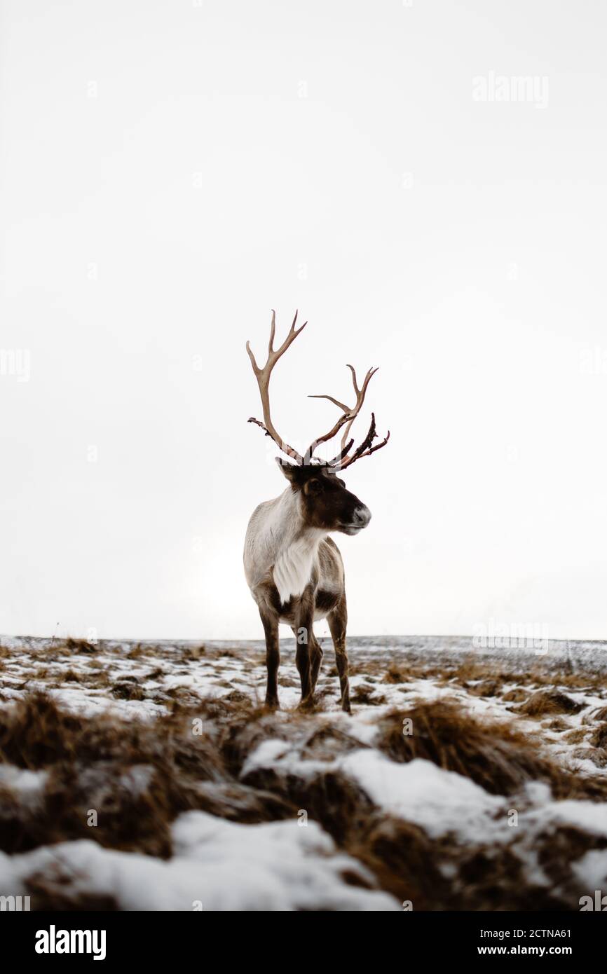 Fluffy deer hi-res stock photography and images - Alamy