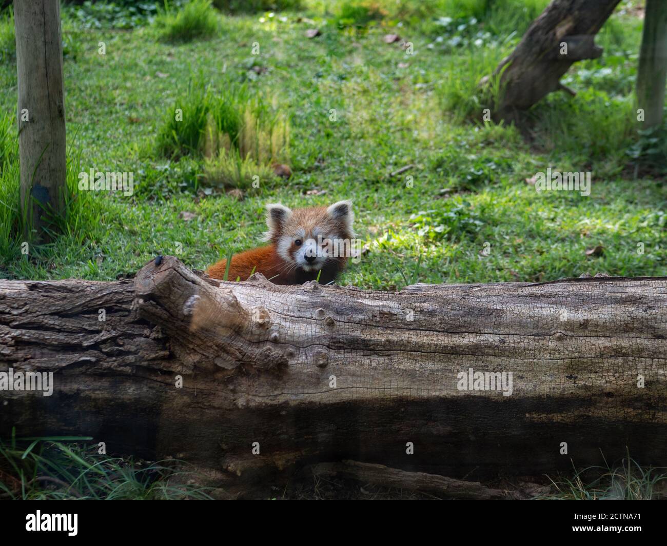 Endearing Red panda in the greenery of a zoo Stock Photo - Alamy