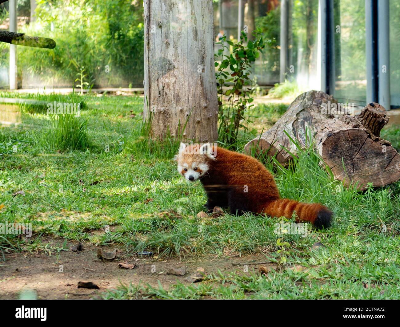 Endearing Red panda in the greenery of a zoo Stock Photo - Alamy