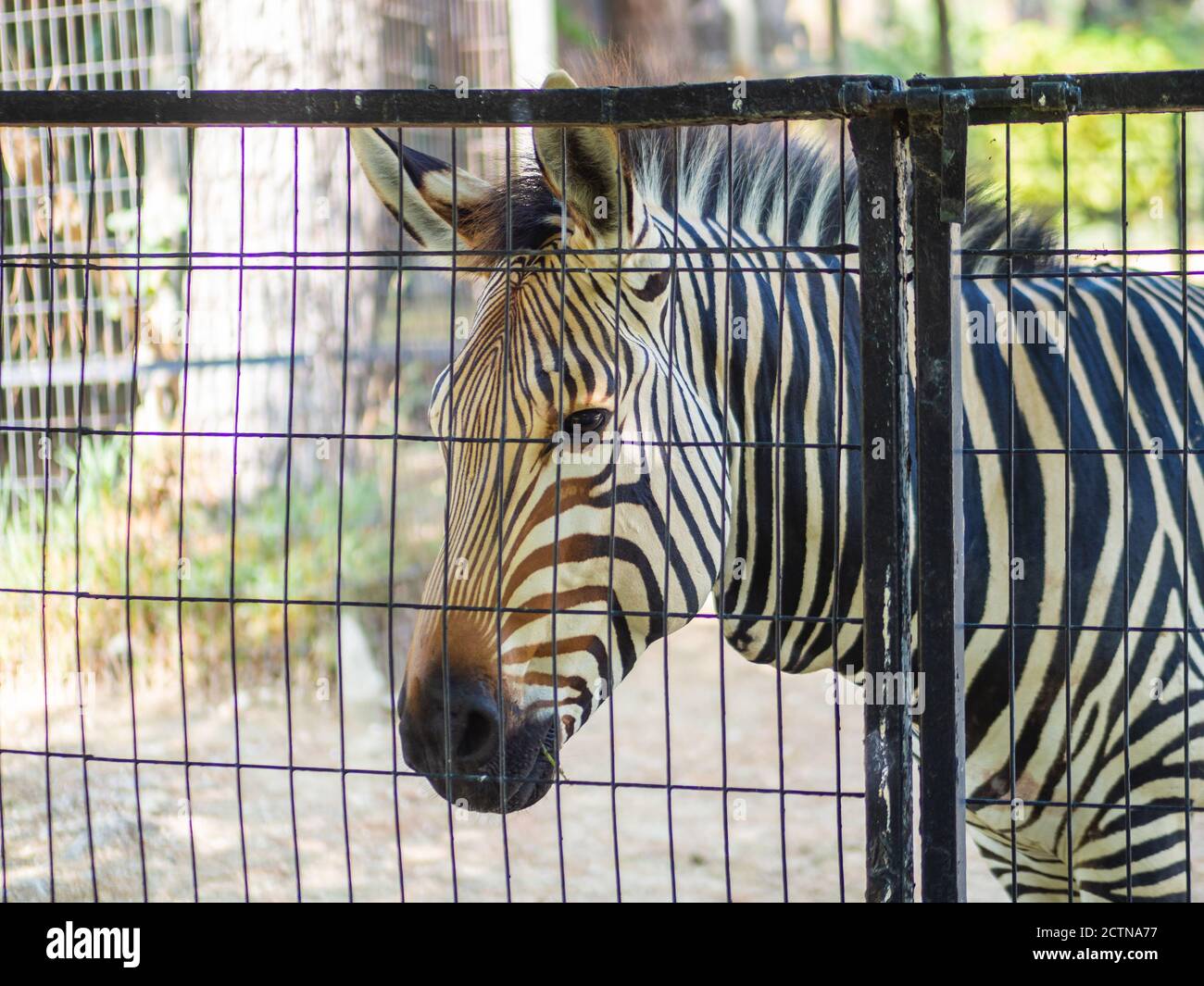 Zebra behind fence hi-res stock photography and images - Alamy