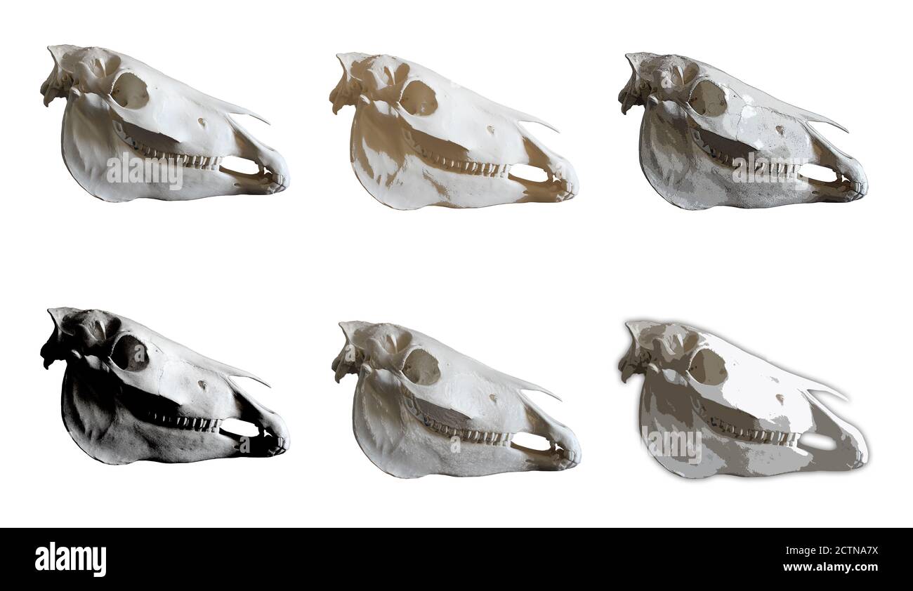 Equine photo Cut Out Stock Images & Pictures - Alamy