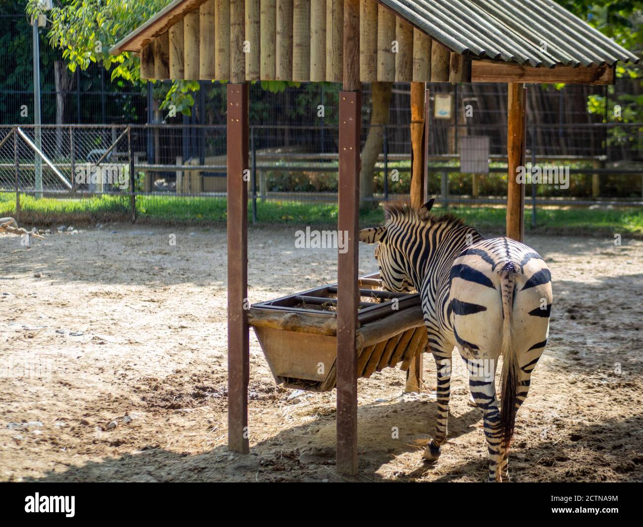 Beautiful shot of a zebra eating in a zoo Stock Photo - Alamy