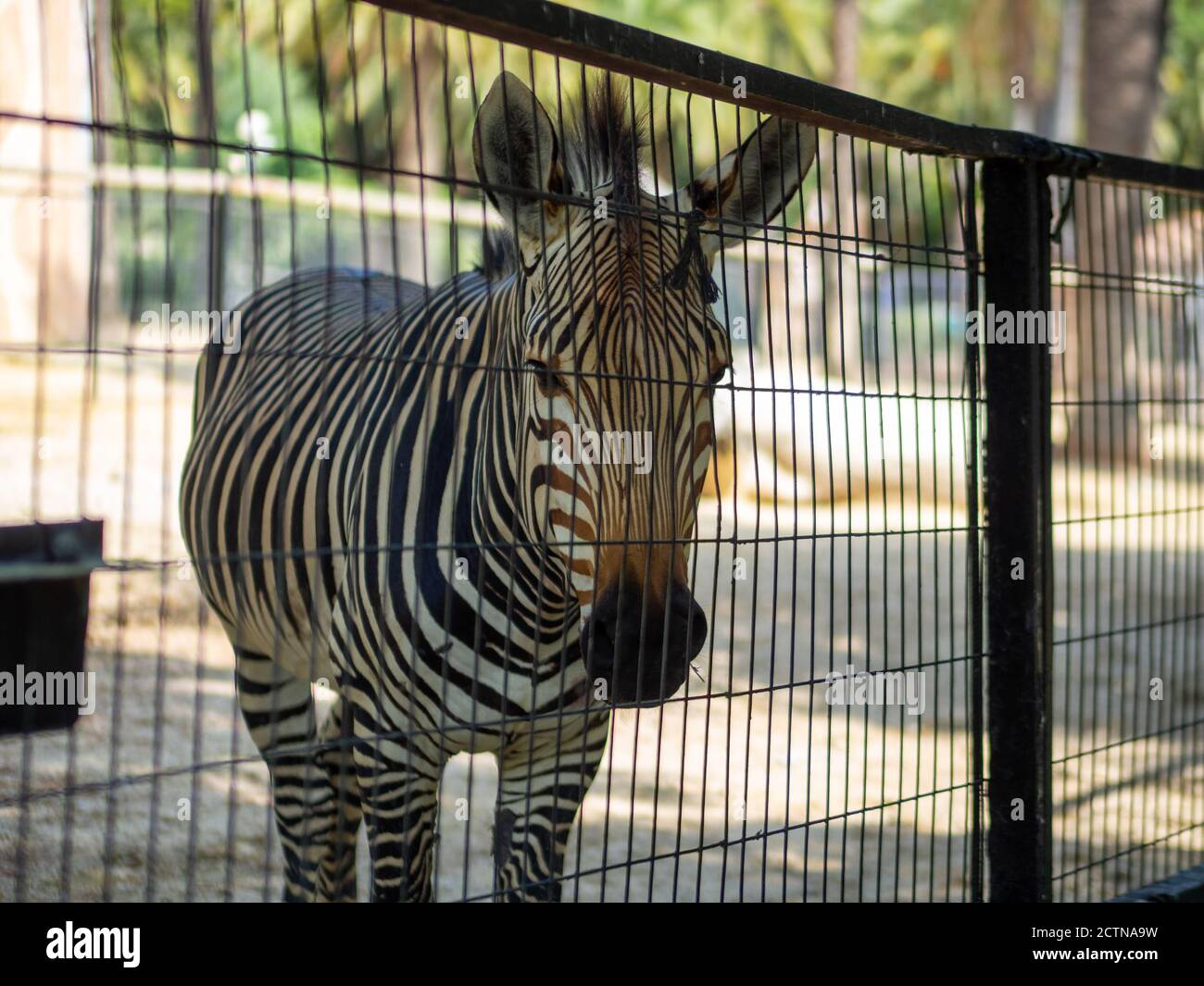 Zebra behind fence hi-res stock photography and images - Alamy