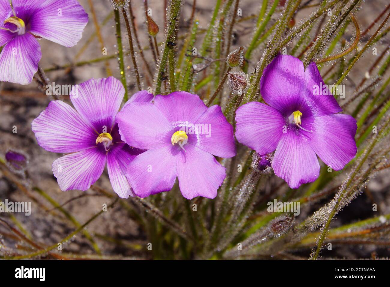 Pink flowers of the giant rainbow plant (Byblis gigantea), Western ...