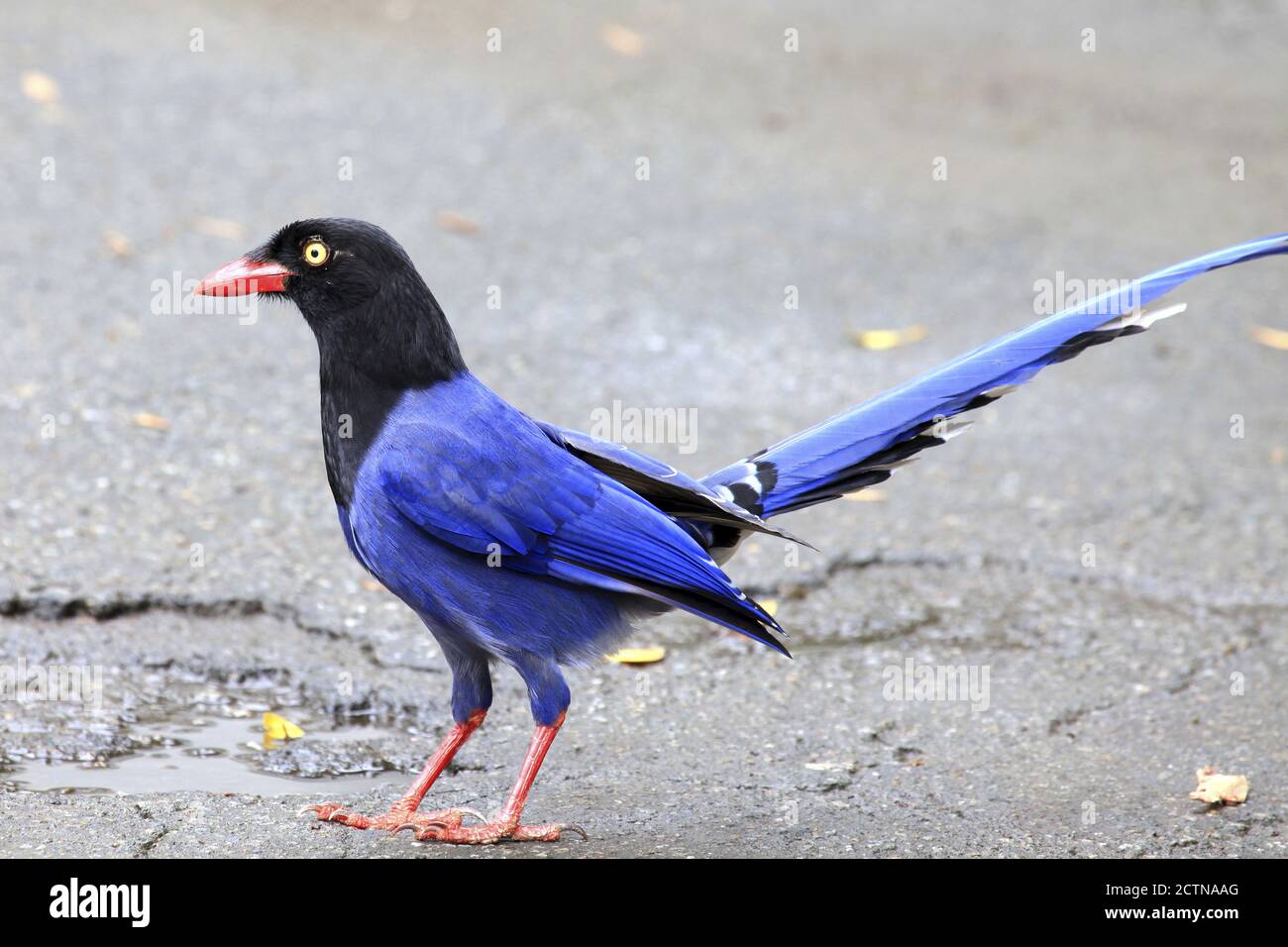 Taiwan magpie hi-res stock photography and images - Alamy
