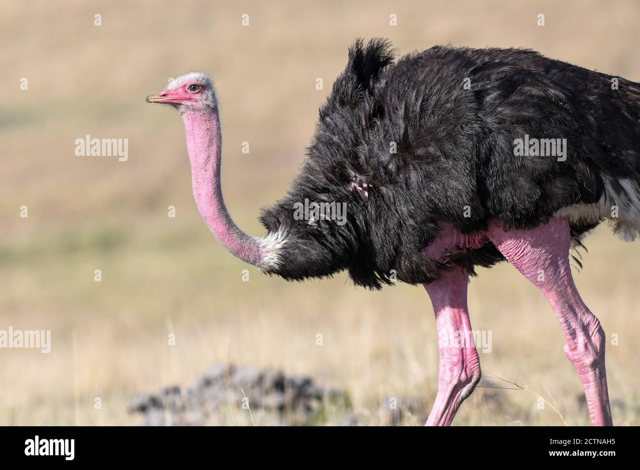 Masai ostrich (Struthio camelus massaicus) in Kenya, Africa Stock Photo ...