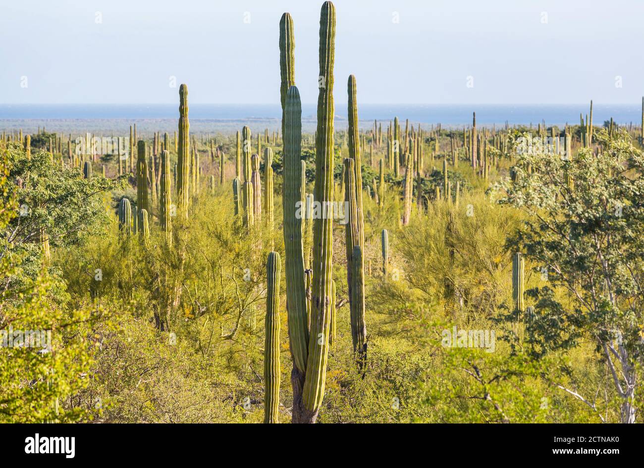 Rural road along cactus fields in mountains, Mexico Stock Photo - Alamy