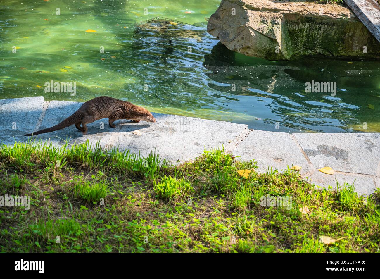 River otter swimming near hi-res stock photography and images - Alamy