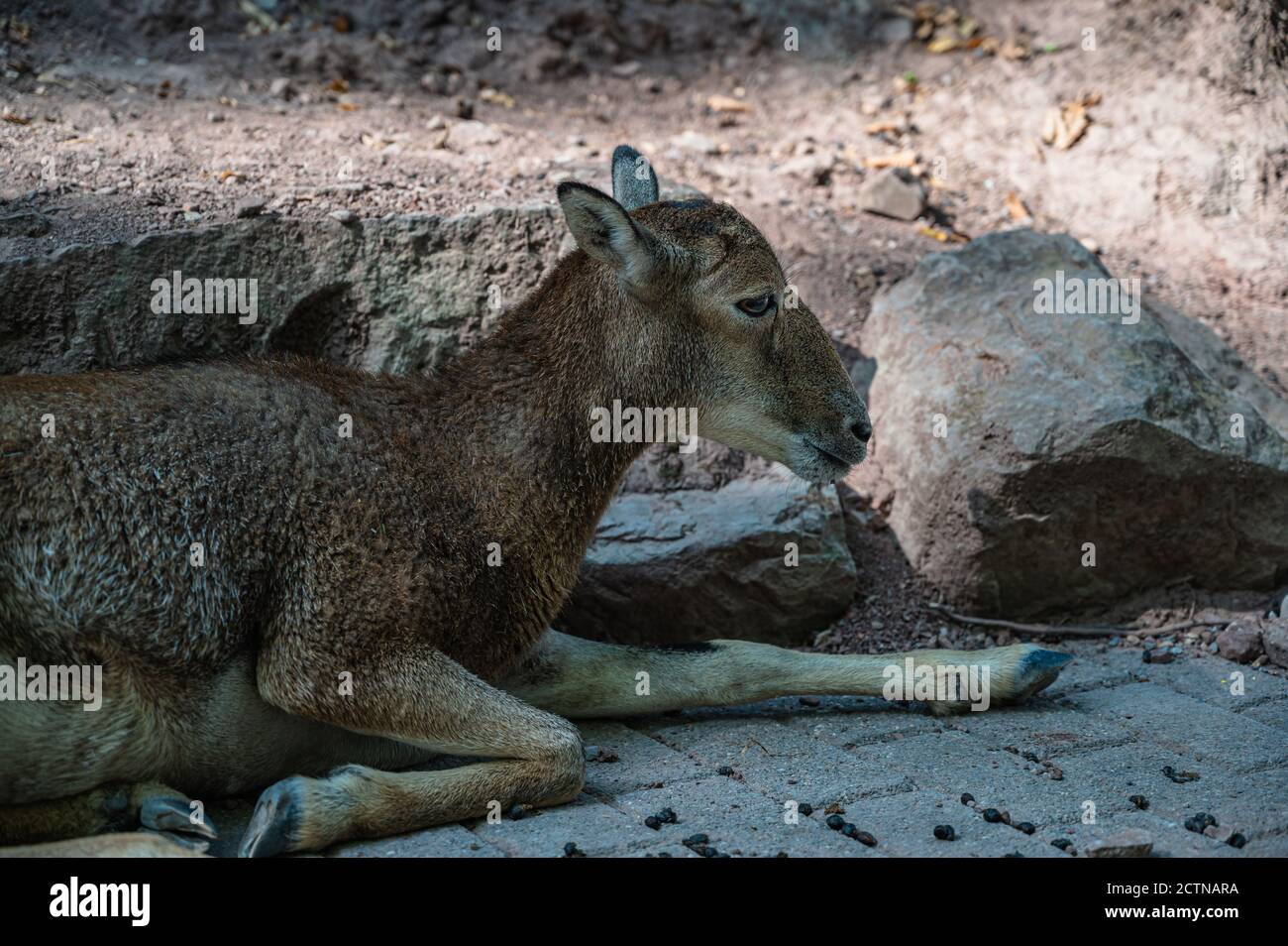 Deer in a farmland Stock Photo - Alamy