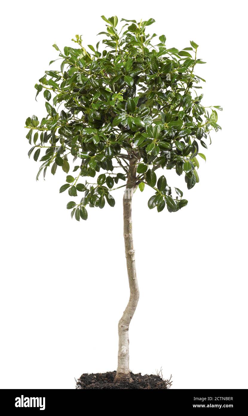 Small tree isolated on white Stock Photo - Alamy