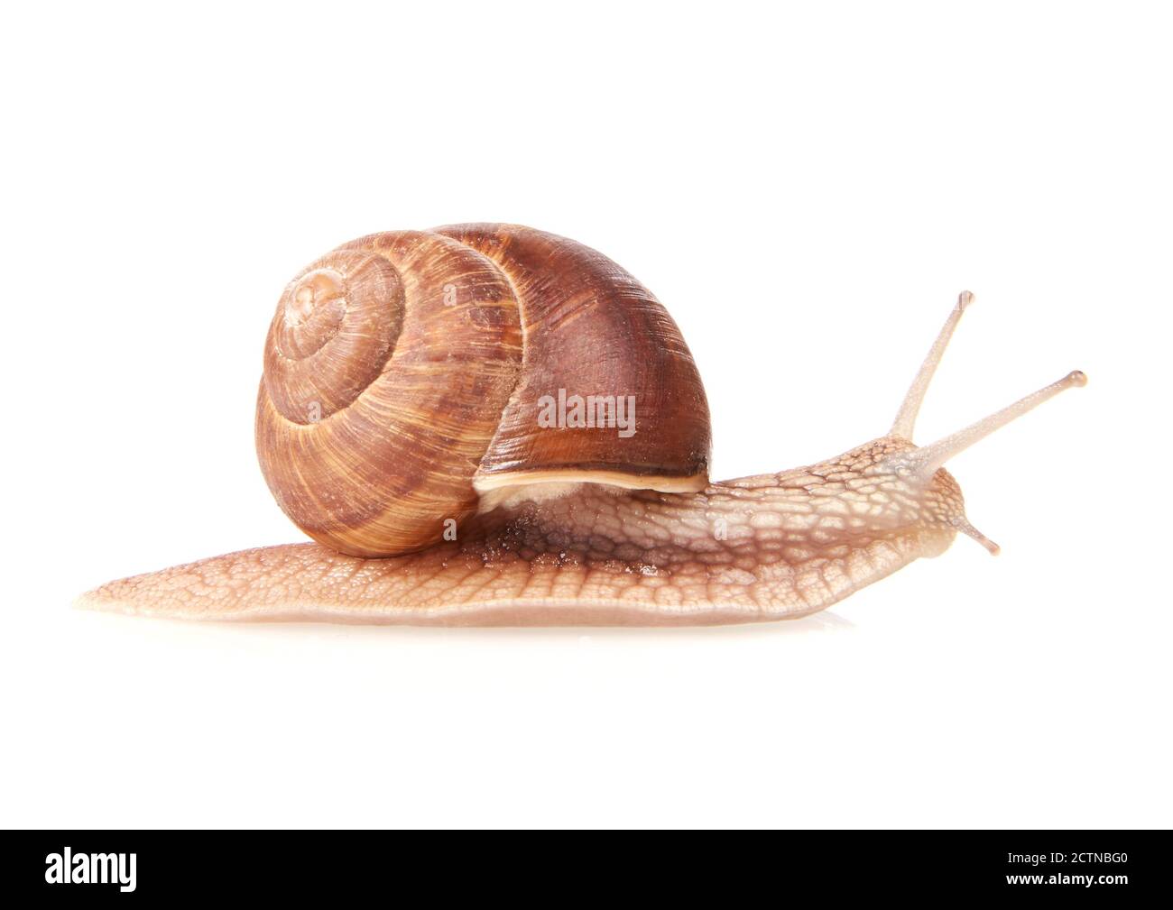 Snail isolated on white Stock Photo - Alamy