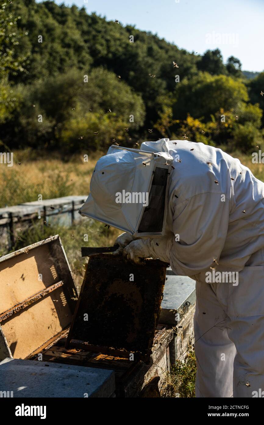 Male beekeeper in white protective costume taking honeycomb frame from ...