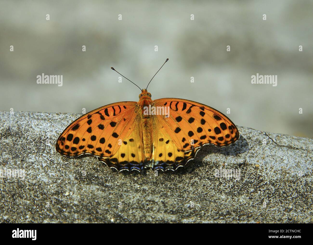 Black-end Leopard Butterfly Stock Photo - Alamy