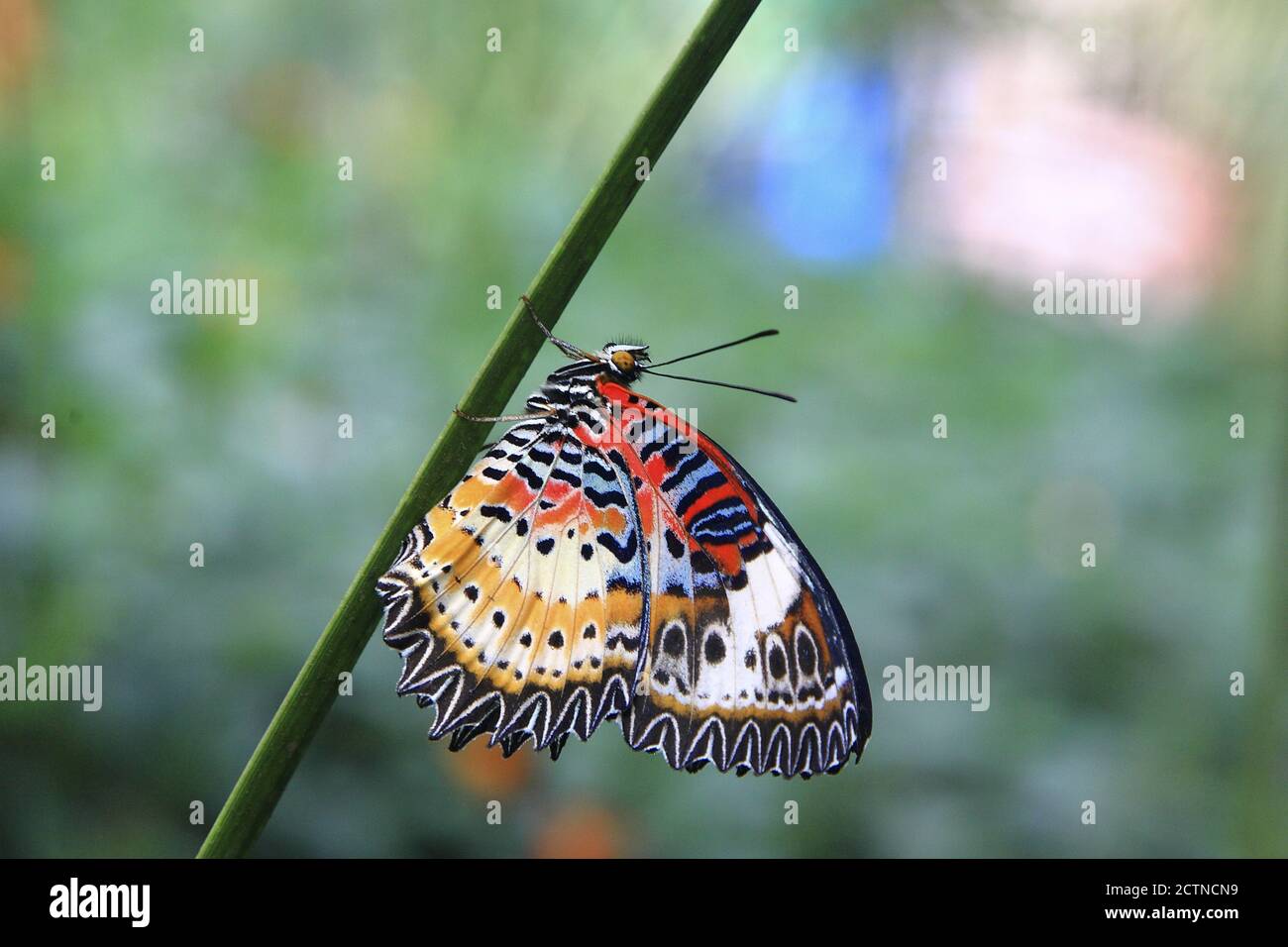 Black-end leopard butterfly female butterfly Stock Photo - Alamy