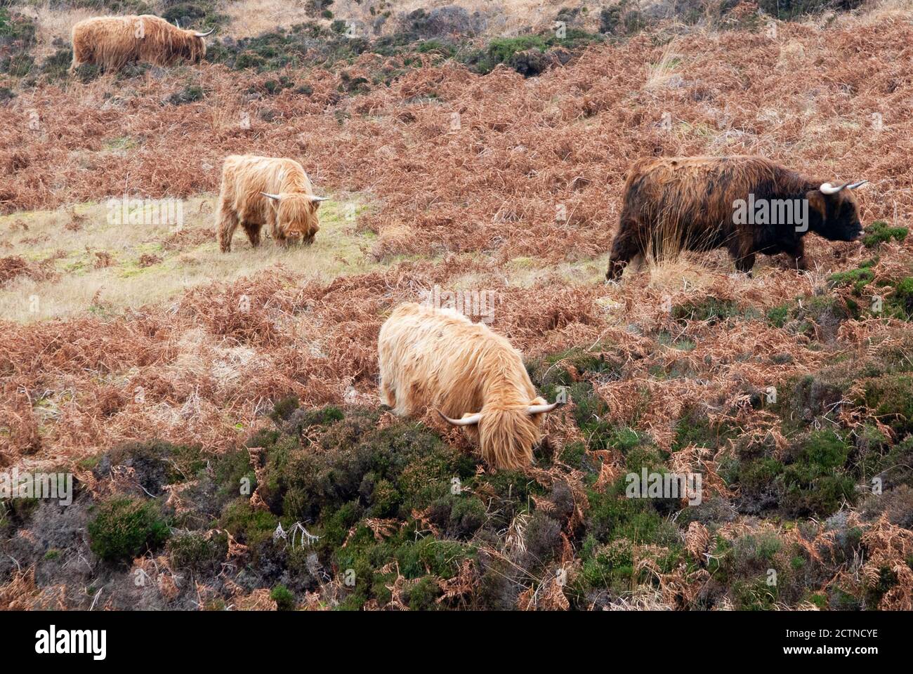 Highland Cattle near the "Bealach na ba" (The pass of the Cattle ...