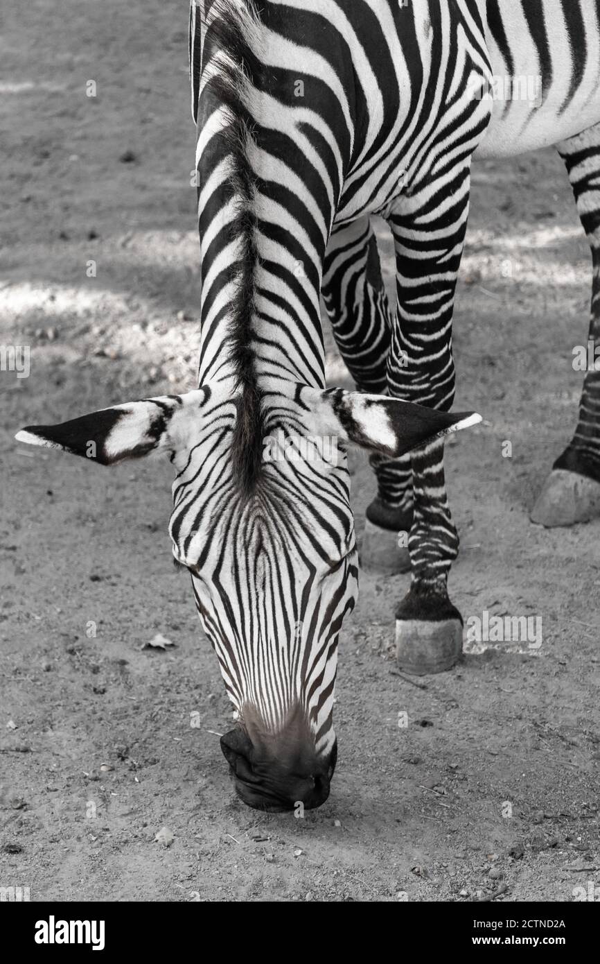 Vertical shot of zebra on the zoo Stock Photo - Alamy