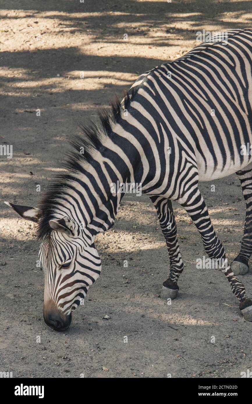 Vertical shot of zebra on the zoo Stock Photo - Alamy