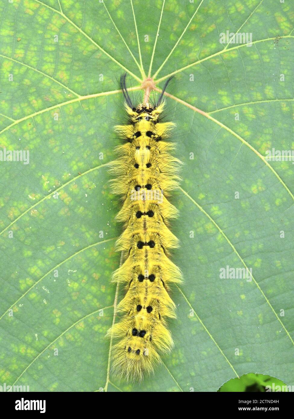 Large moth larva Stock Photo - Alamy
