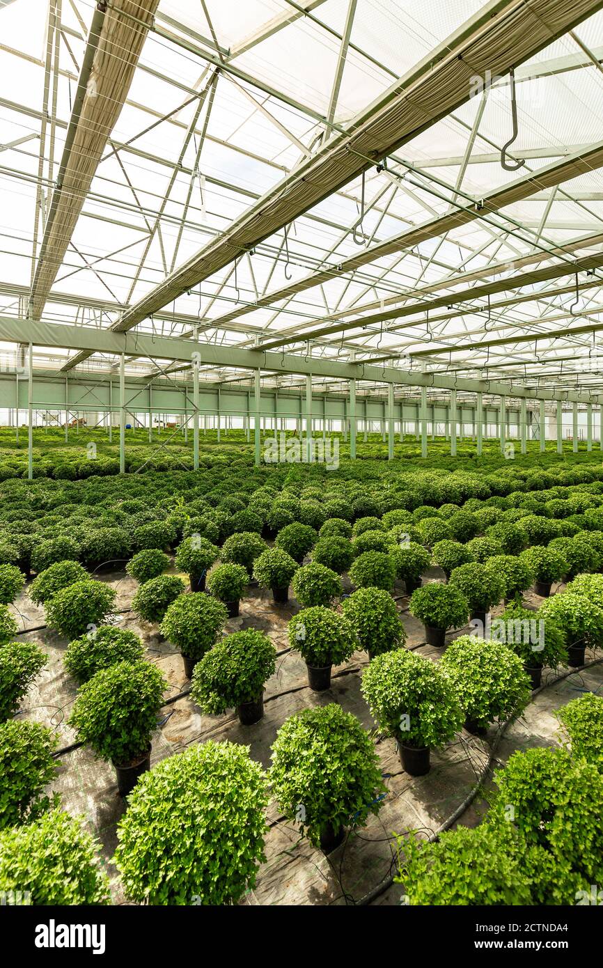Round bush chrysanthemums. Pots with chrysanthemum in greenhouse Stock ...