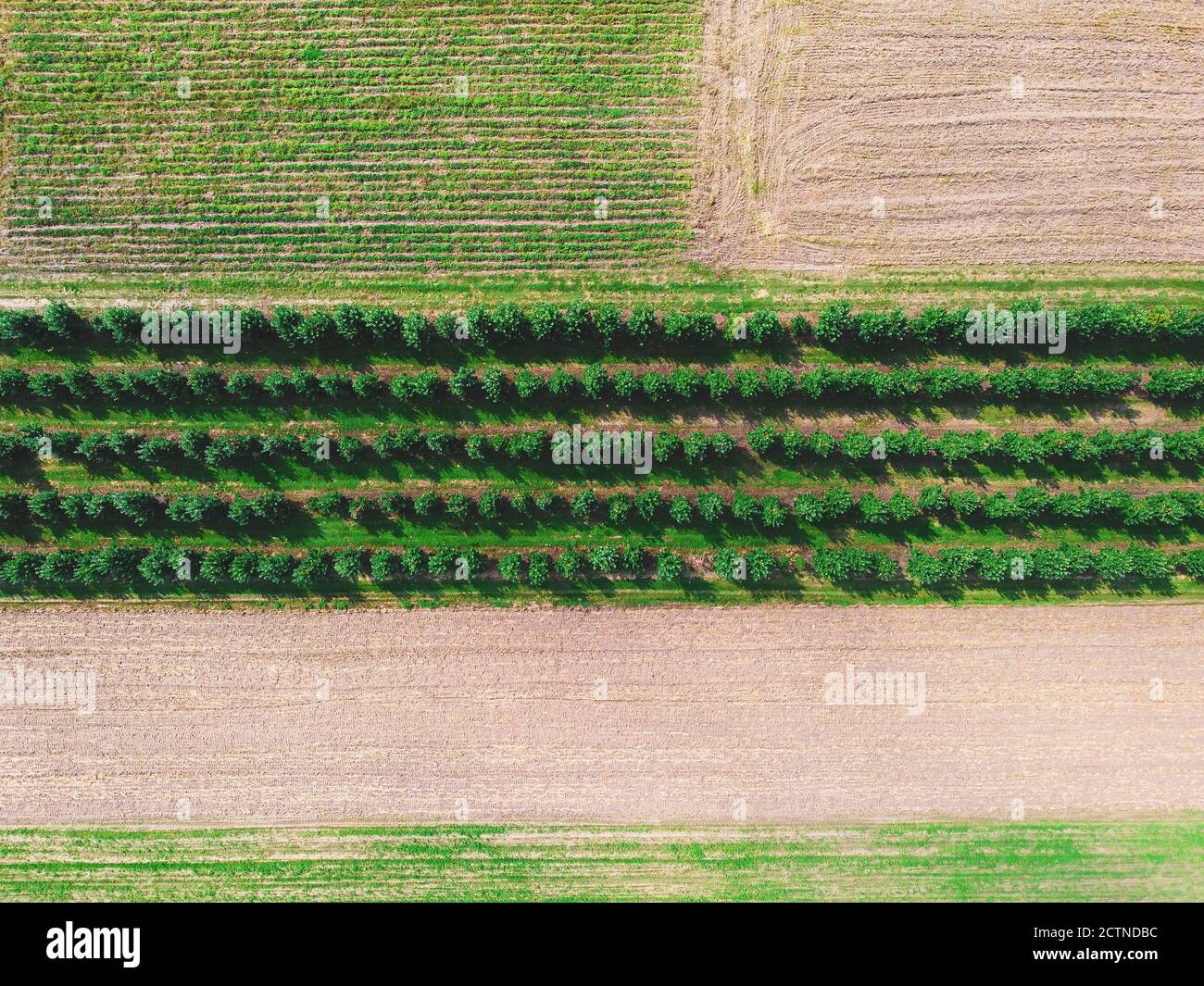Lines of trees in an orchard. Drone, aerial view Stock Photo - Alamy