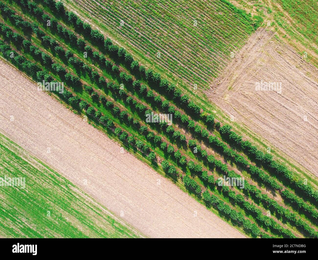 Drone tree lines hi-res stock photography and images - Alamy