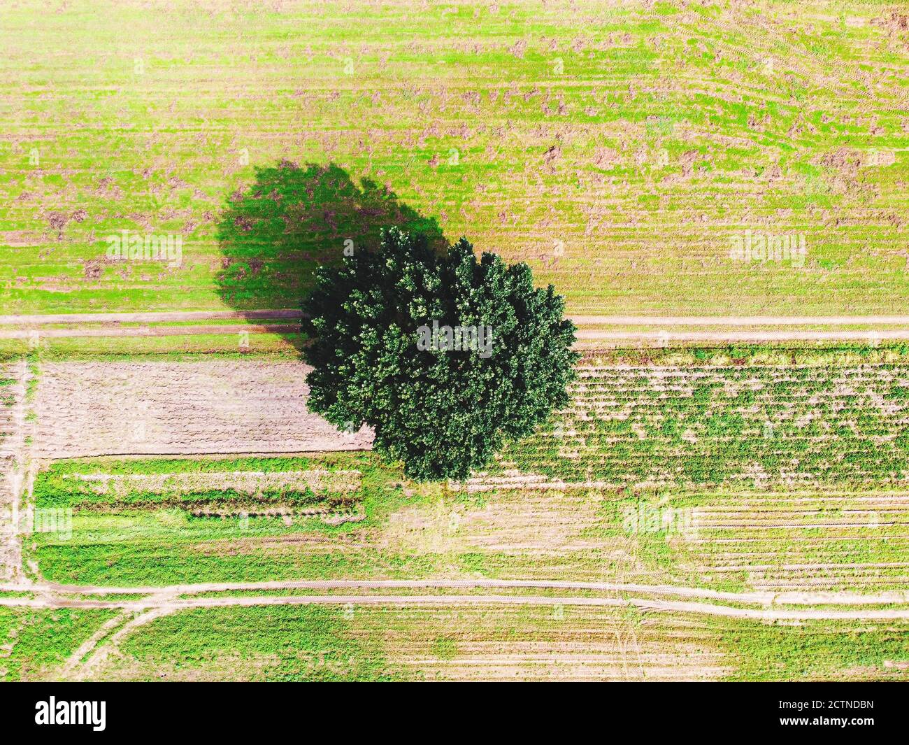 Top down view of single, isolated tree on the field. Drone, aerial view ...