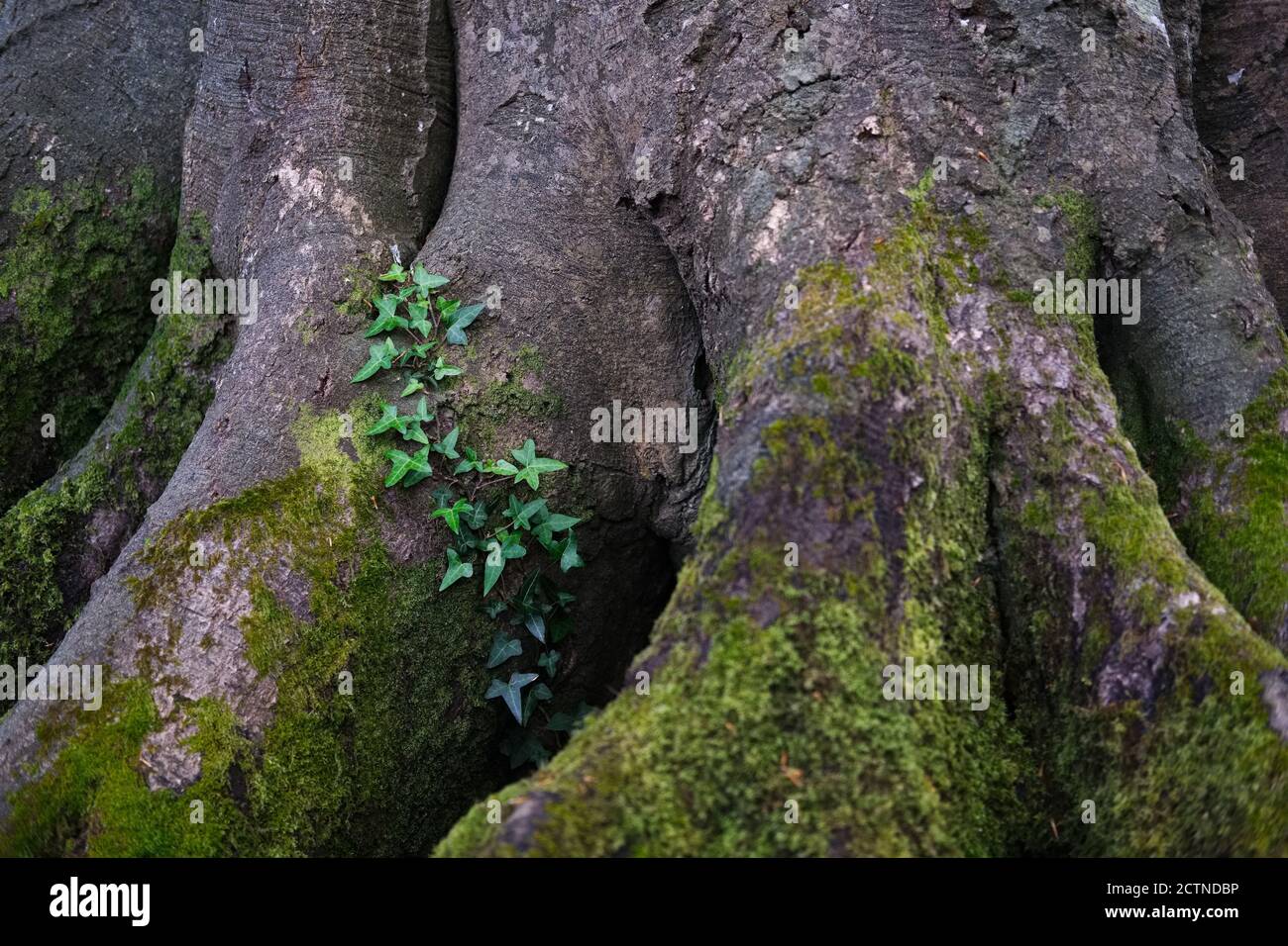 Ivy growing around the base of a giant beech tree in Tehidy Woods ...