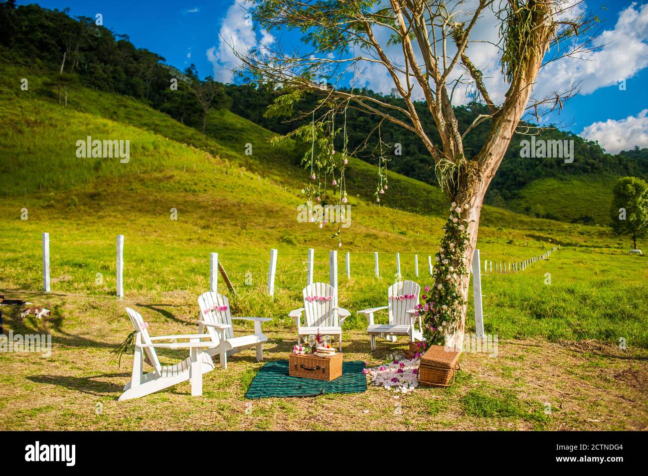 Cozy blanket and wooden chairs arranged under tall tree on meadow for ...