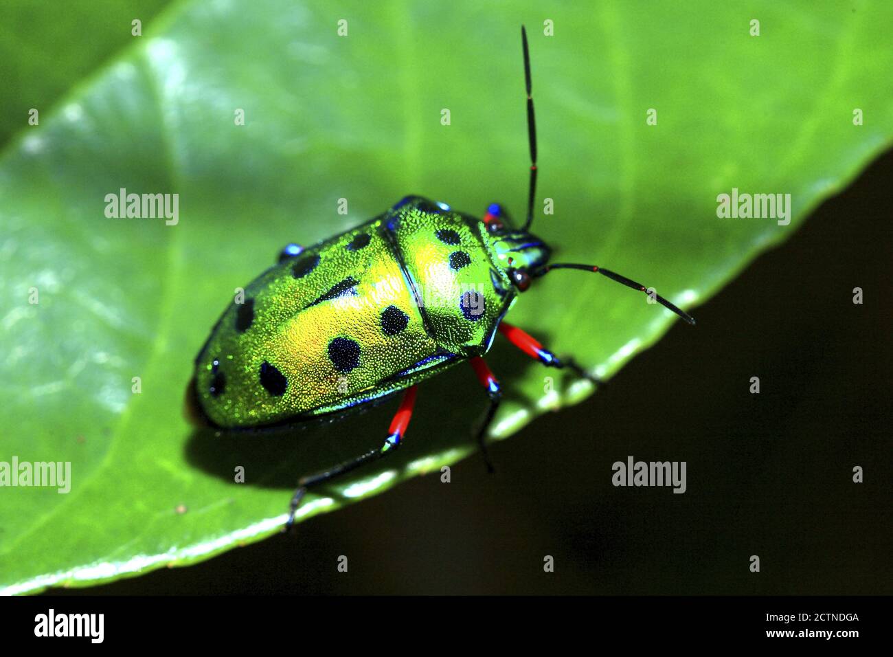 Seven Star Shield Back Stinkbug Stock Photo - Alamy