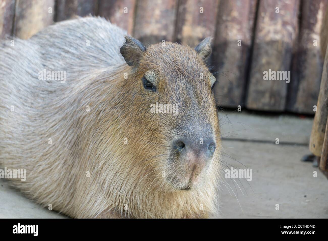 Capivara park hi-res stock photography and images - Alamy