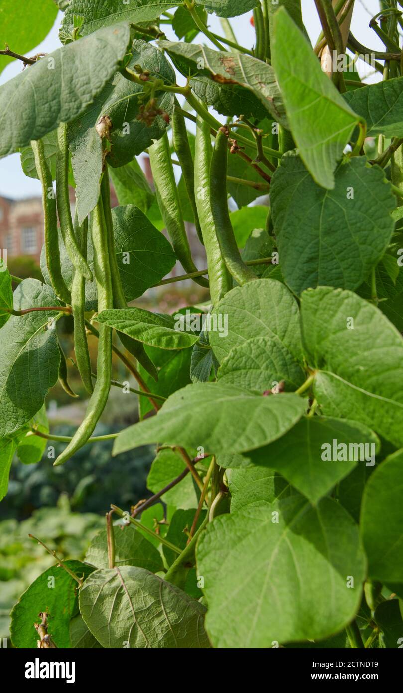 Runner beans (Phaseolus coccineus) growing on the vine in an English ...