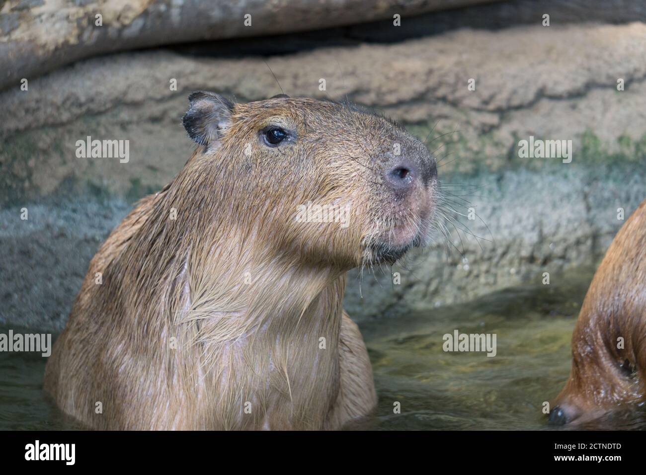 Capivara park hi-res stock photography and images - Alamy