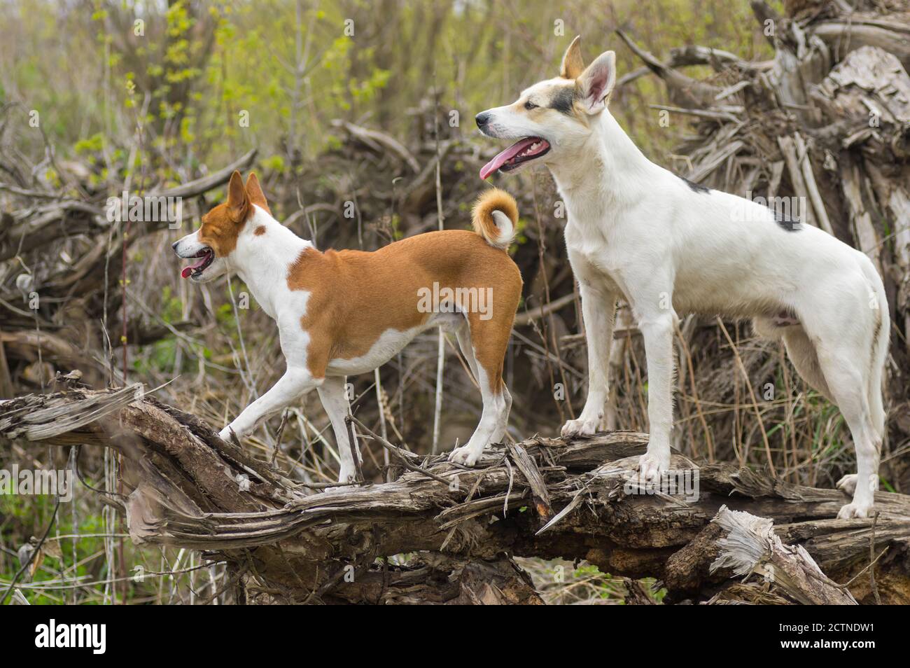 Big white cross-breed of hunting and northern dog escorting Basenji one ...