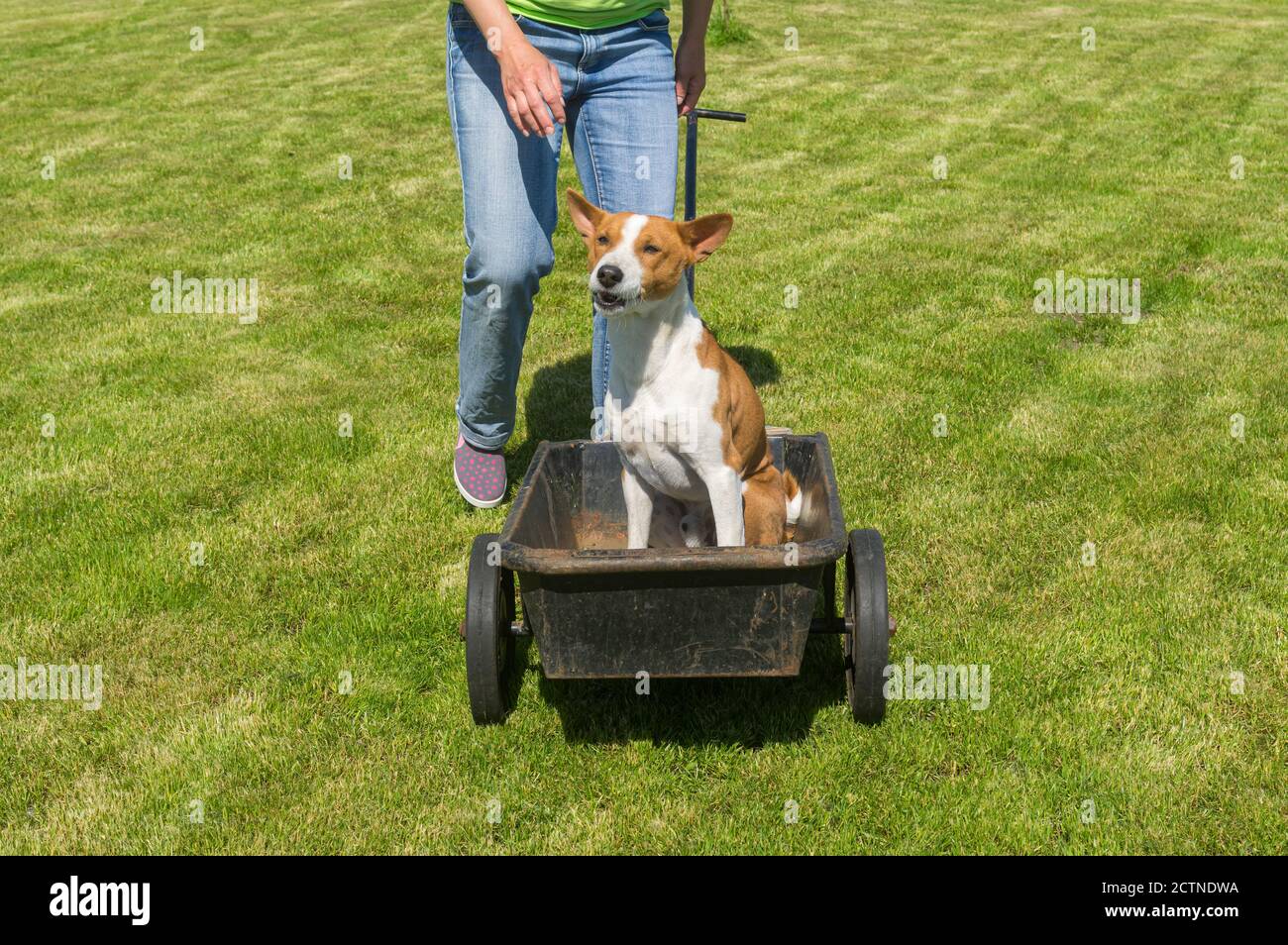 Young basenji dog sitting in metal basket of wheel barrow and asking ...
